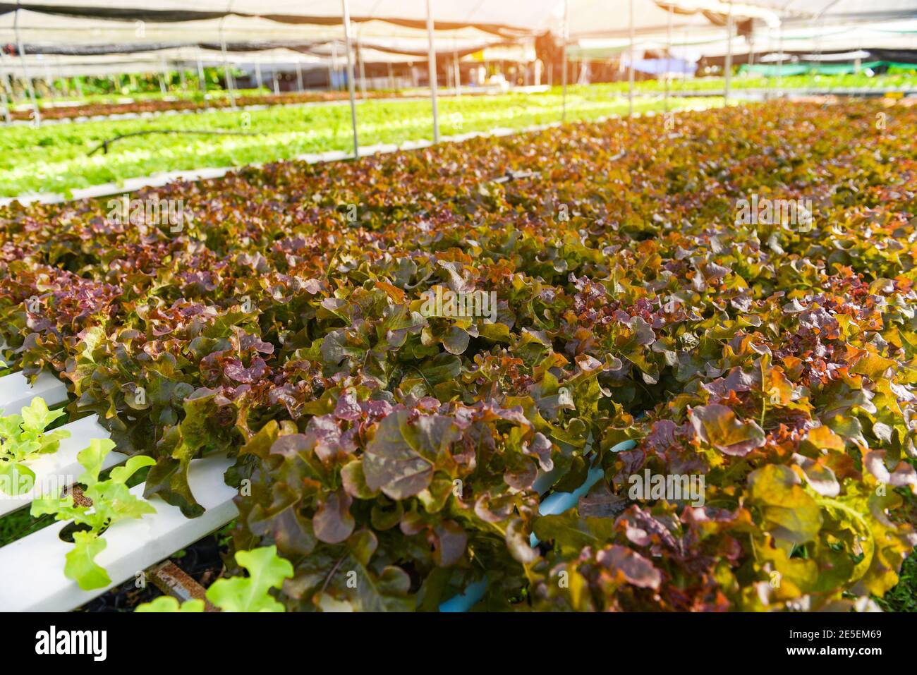 Greenhouse vegetable on water pipe with red oak, Hydroponic lettuce ...