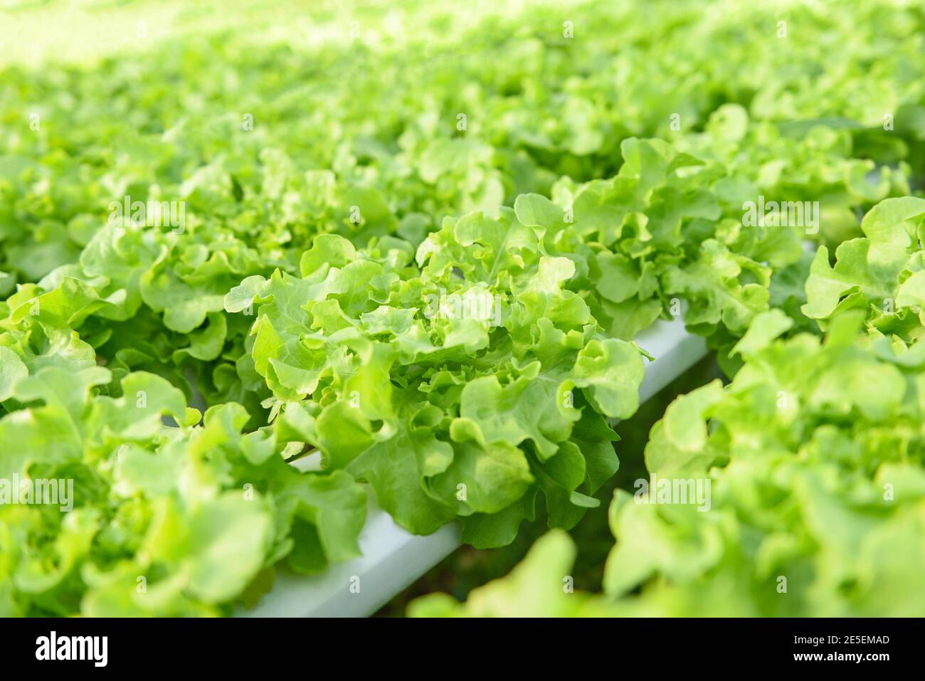 Greenhouse vegetable on water pipe with green oak, Hydroponic lettuce ...