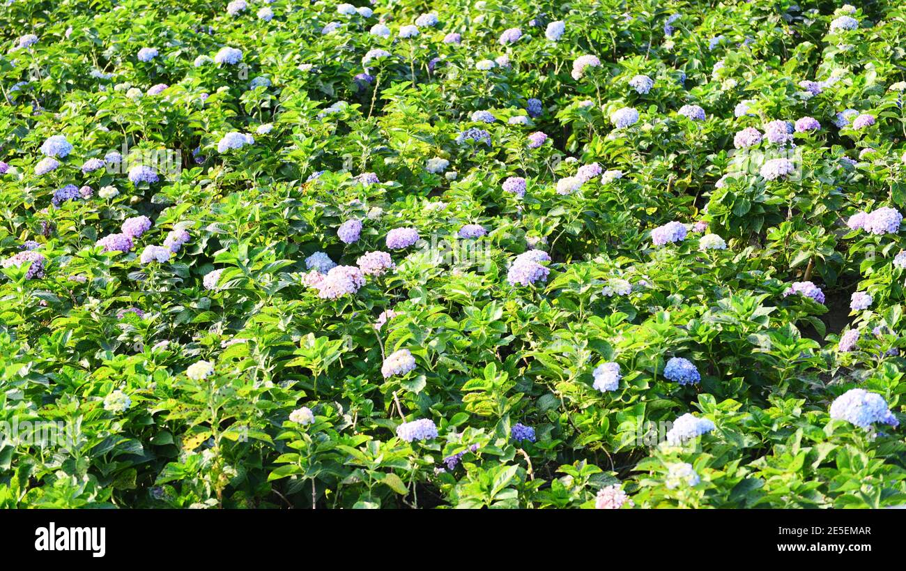 Hydrangea flowers field in the hydrangea garden beautiful flower bloom ...