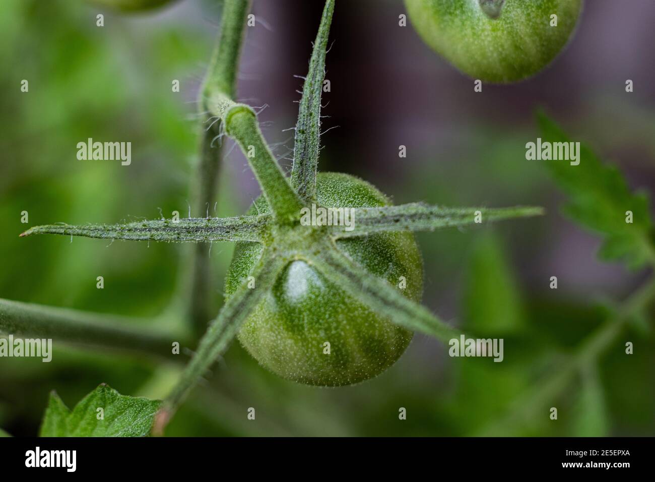 Getting close to the young green tomato protected by the spikes Stock ...