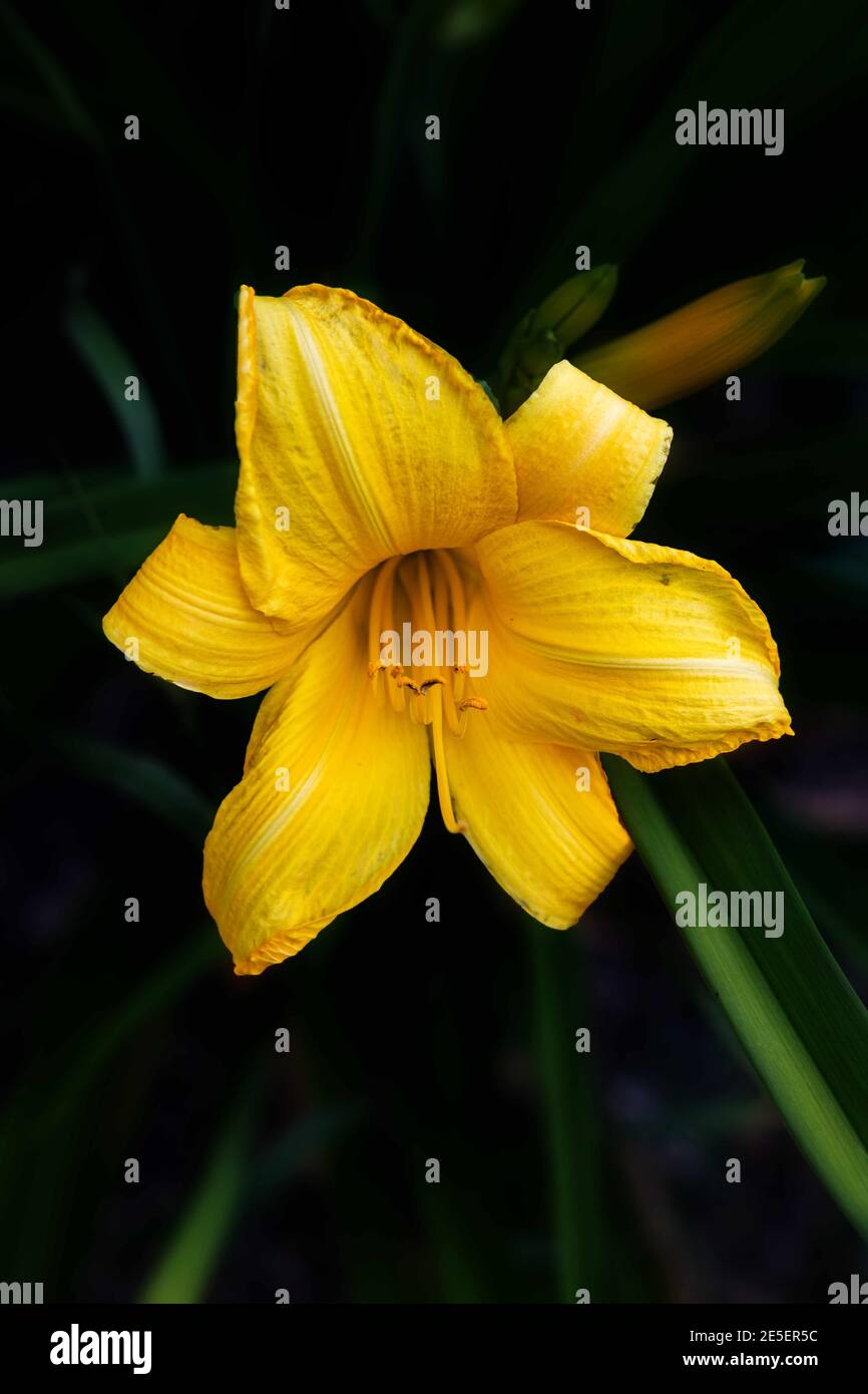 Yellow bell flower hi-res stock photography and images - Alamy