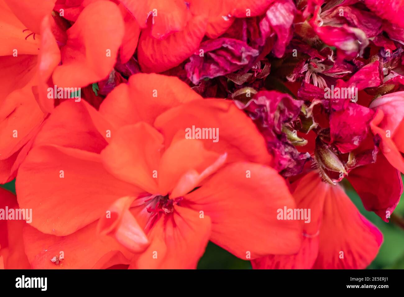A complete cluster of red of various sizes Stock Photo - Alamy