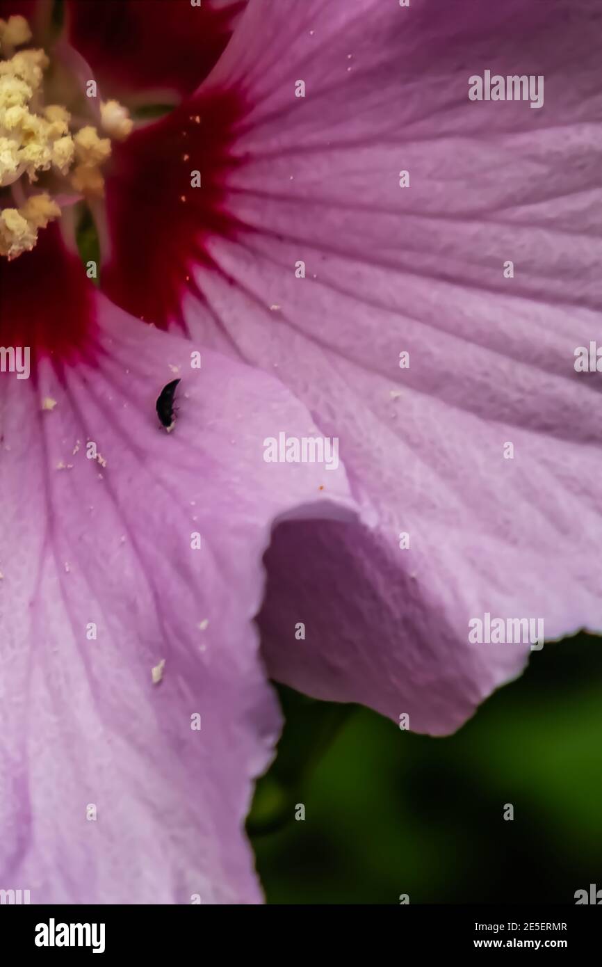 The insect carrying the pollen seen inside a purple hibiscus Stock ...