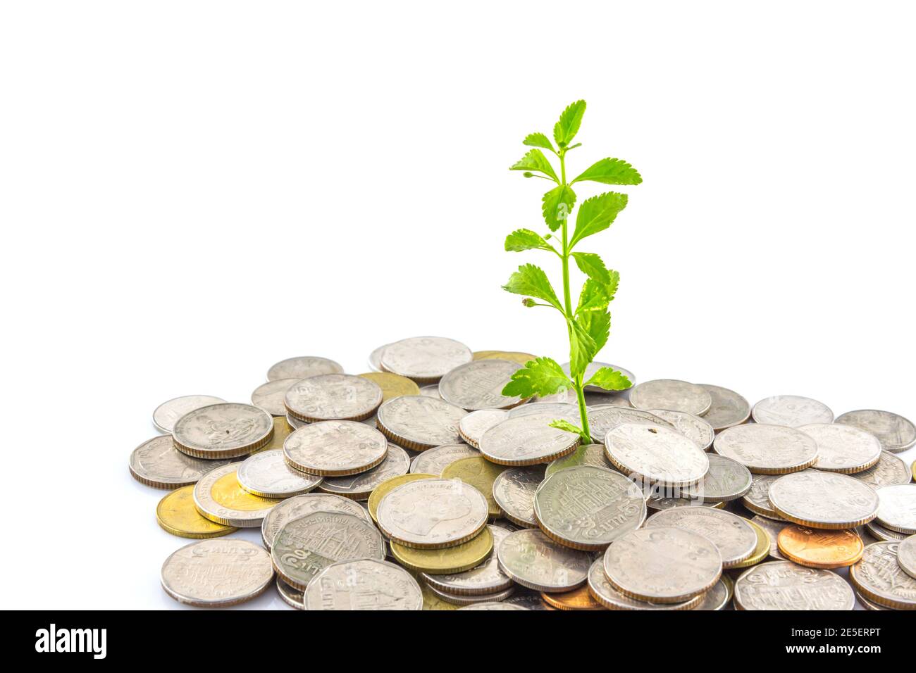 trees growing on coins , Money Stock Photo - Alamy