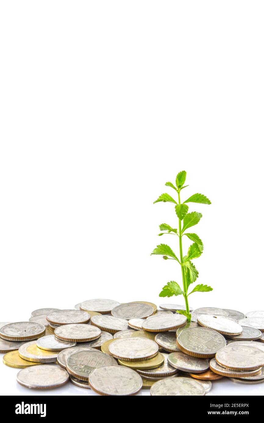 Money growing on trees hi-res stock photography and images - Alamy