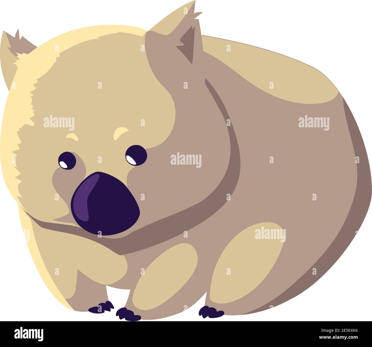 wombat portrait of wild australian animal, isolated on white background ...