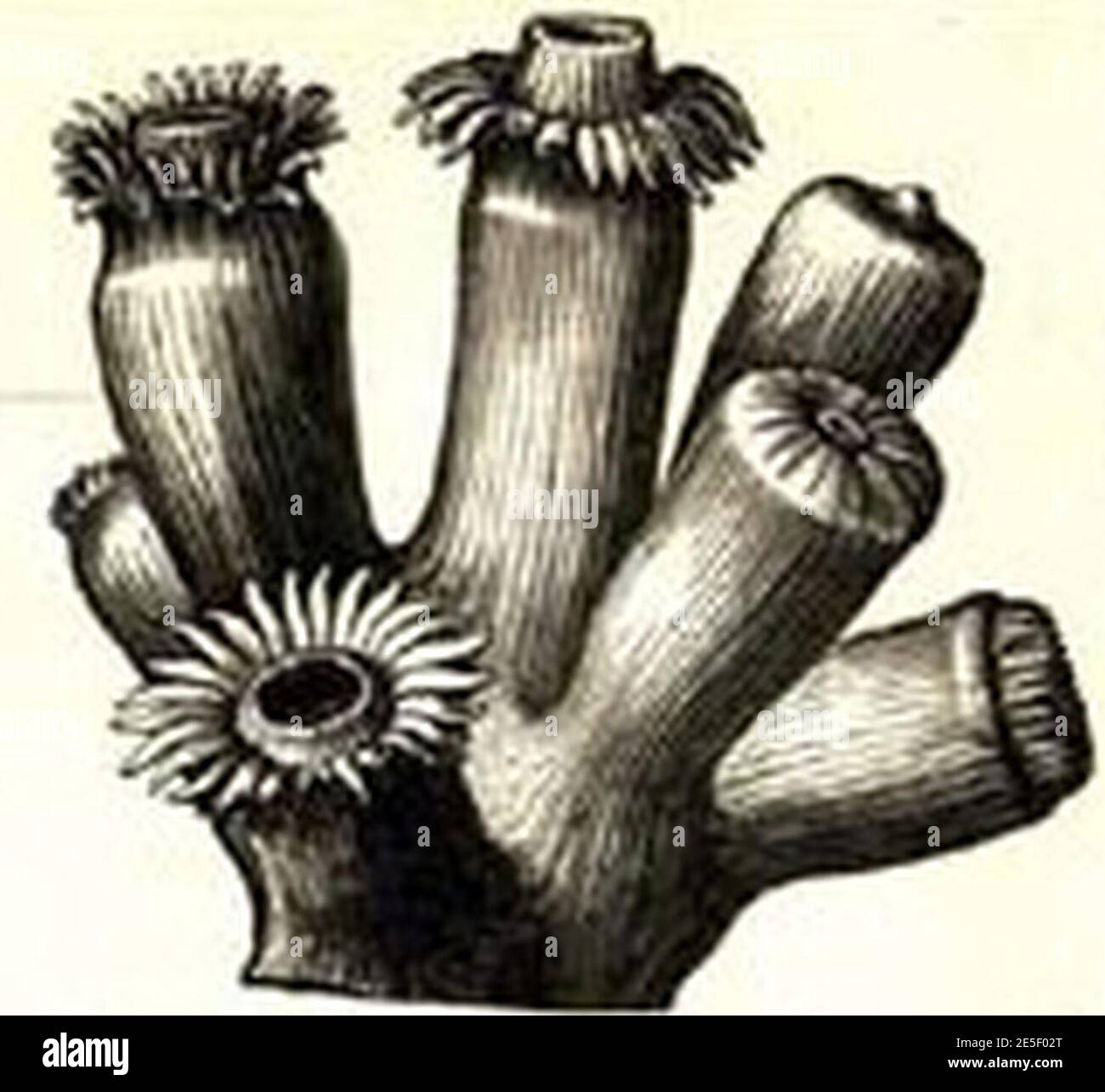 Meyers b10 s0076a (Bud Coral (Dendrophyllia ramea Stock Photo - Alamy