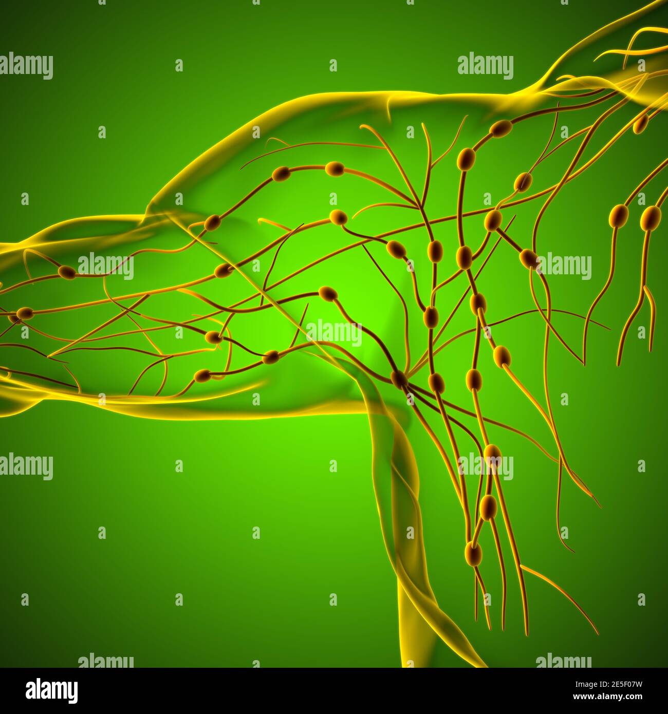 Human Lymph Nodes Anatomy For Medical Concept 3D Illustration Stock ...