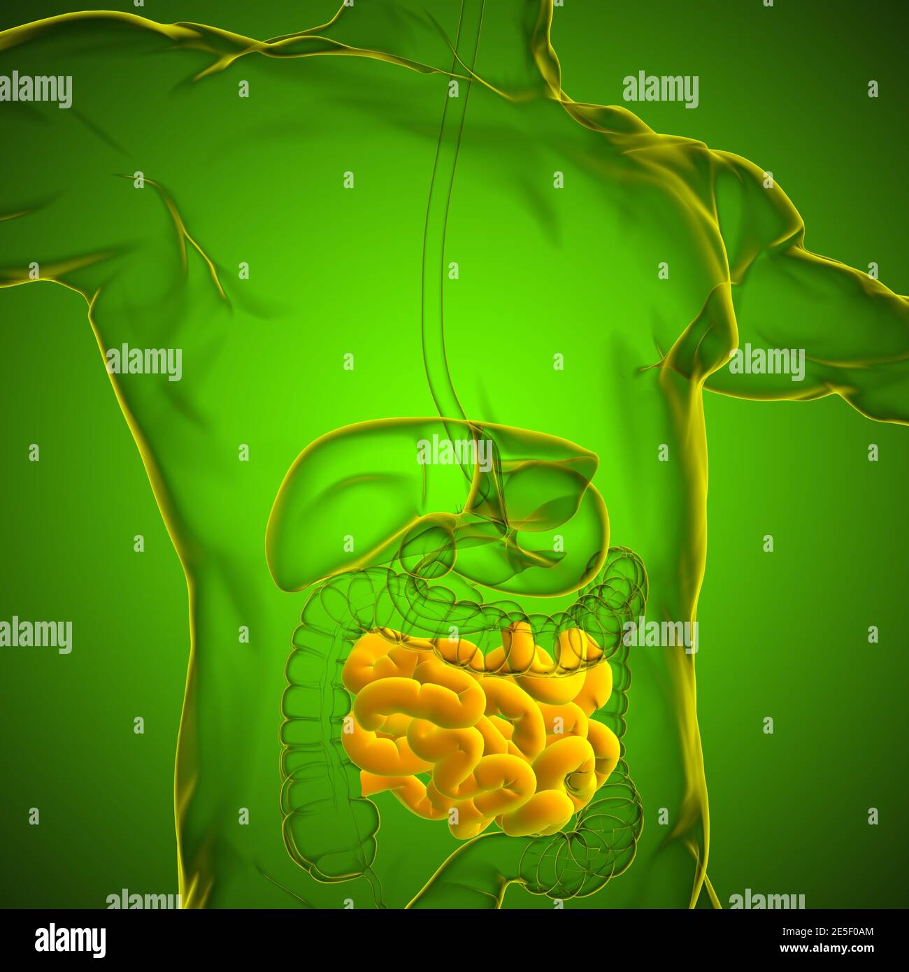 Small Intestine 3D Illustration Human Digestive System Anatomy For ...