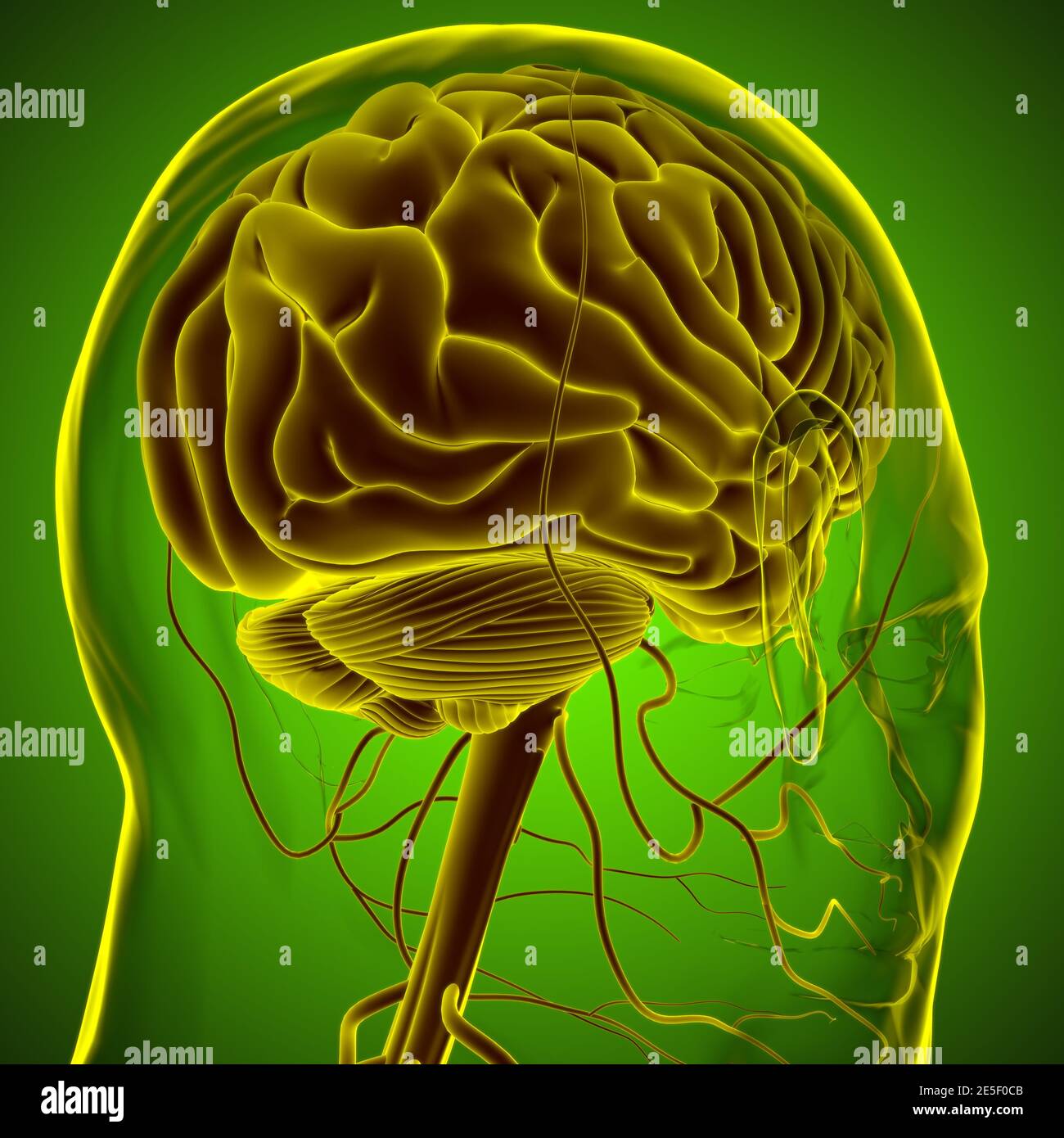 Human Brain Anatomy For Medical Concept 3D Illustration Stock Photo - Alamy