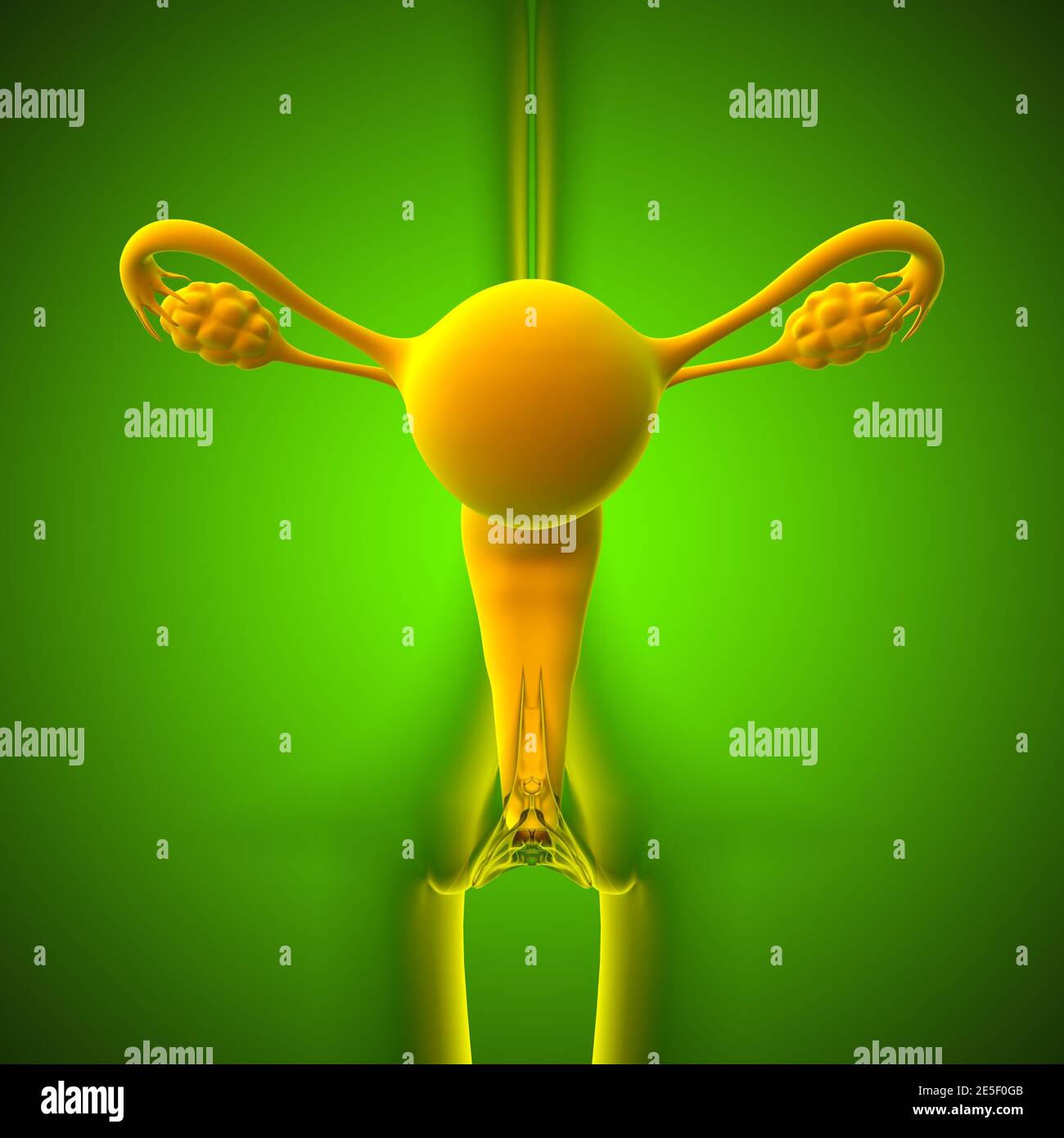 Filescheme Female Reproductive Systemjpsvg Wikimedia