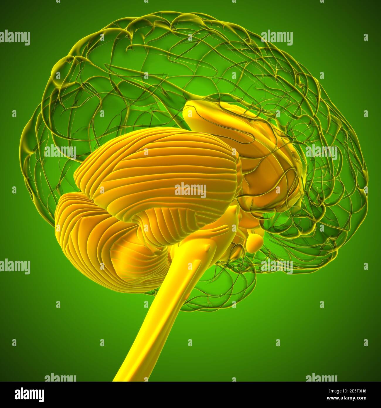 Human Brain inner parts Anatomy For Medical Concept 3D Illustration ...