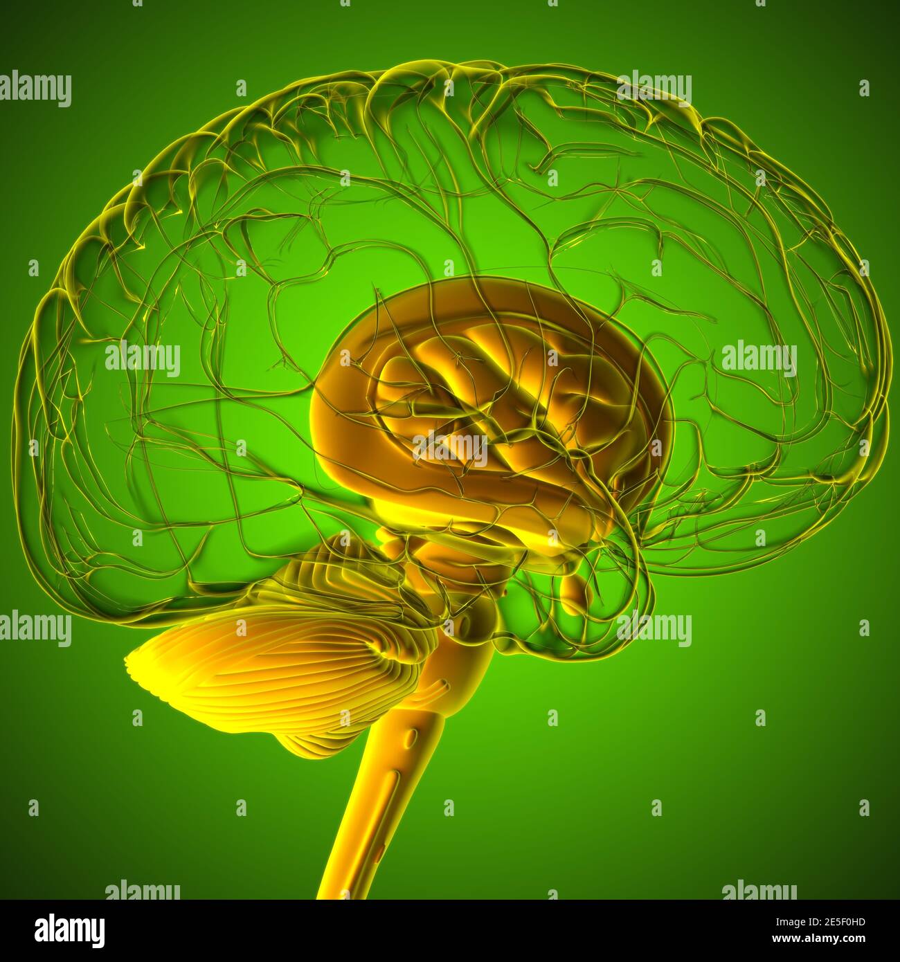 Human Brain inner parts Anatomy For Medical Concept 3D Illustration ...