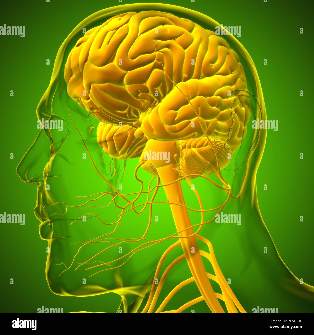 Human Brain Anatomy For Medical Concept 3D Illustration Stock Photo - Alamy