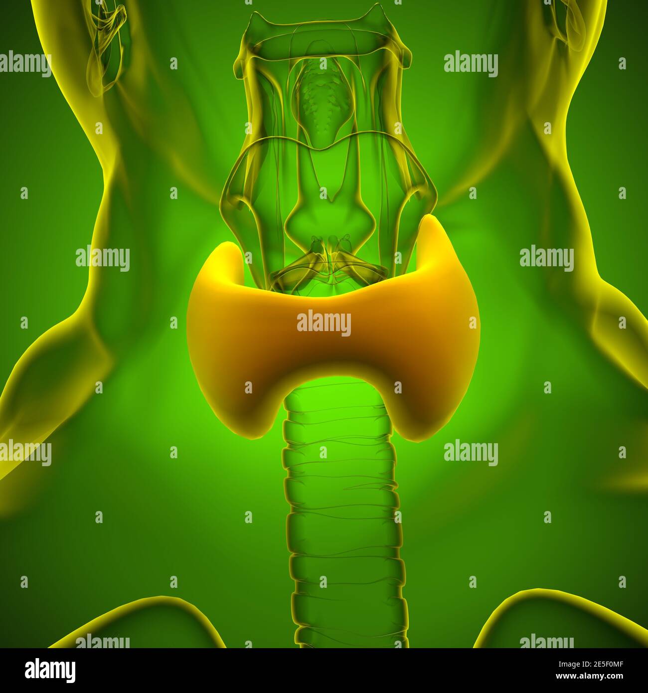 Thyroid Gland Anatomy For Medical Concept 3D Illustration Stock Photo ...