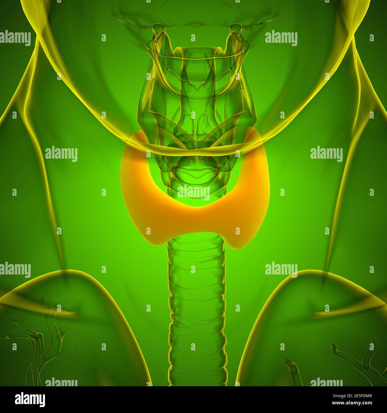 Thyroid Gland Anatomy For Medical Concept 3D Illustration Stock Photo ...