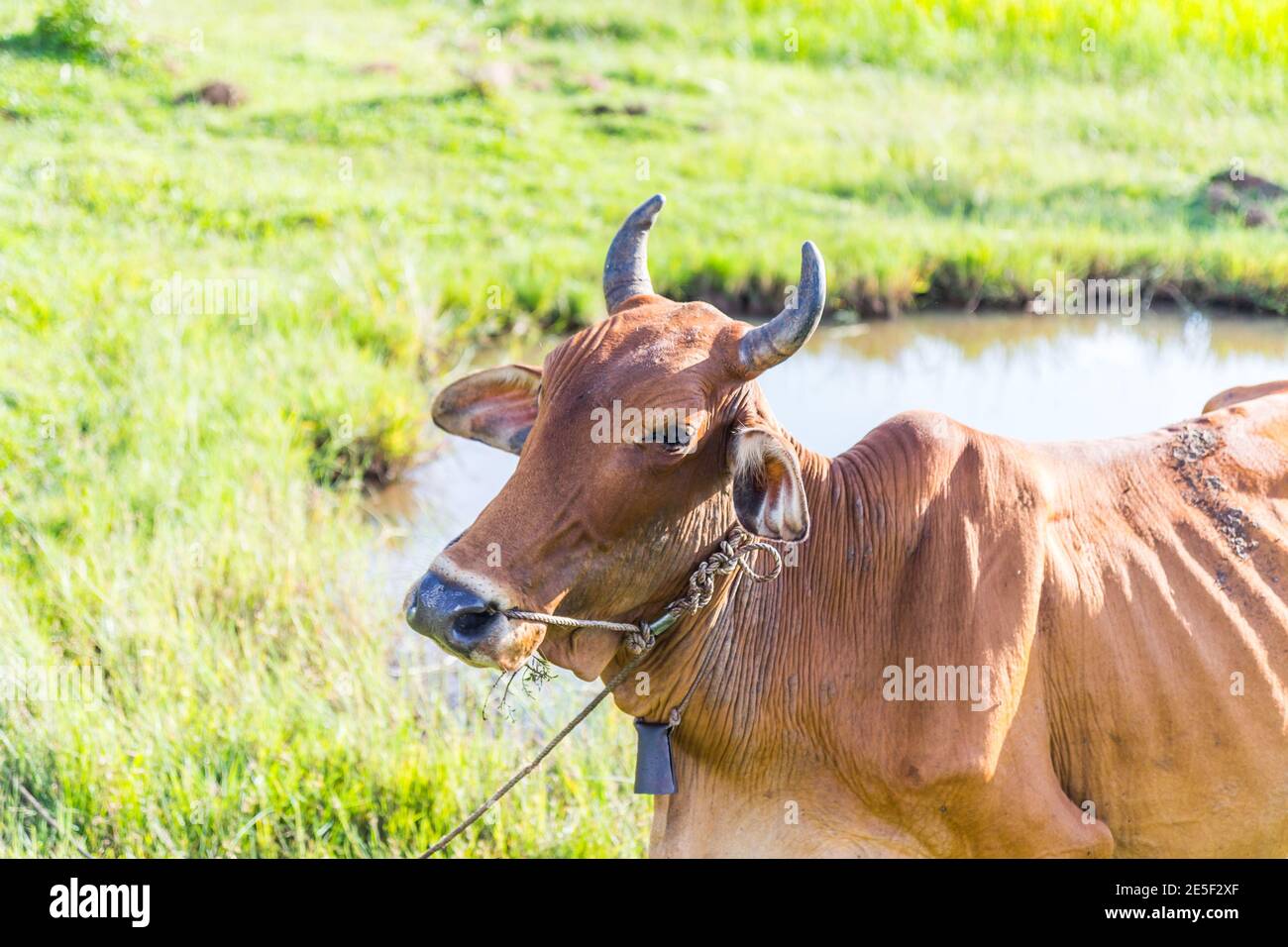 Cow in the rice farm eating, Thailand Stock Photo - Alamy