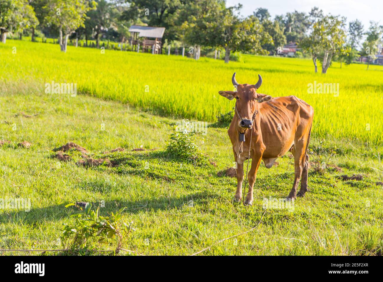 Cow in the rice farm, Thailand Stock Photo - Alamy