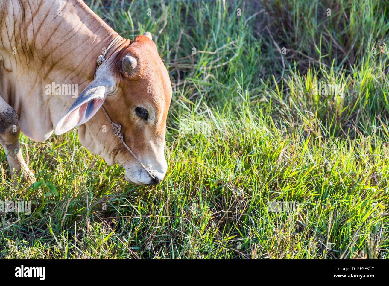 Cow in the rice farm eating, Thailand Stock Photo - Alamy