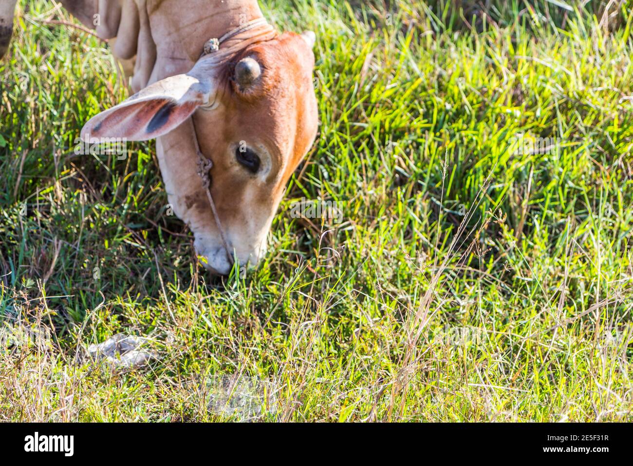 Cow in the rice farm eating, Thailand Stock Photo - Alamy
