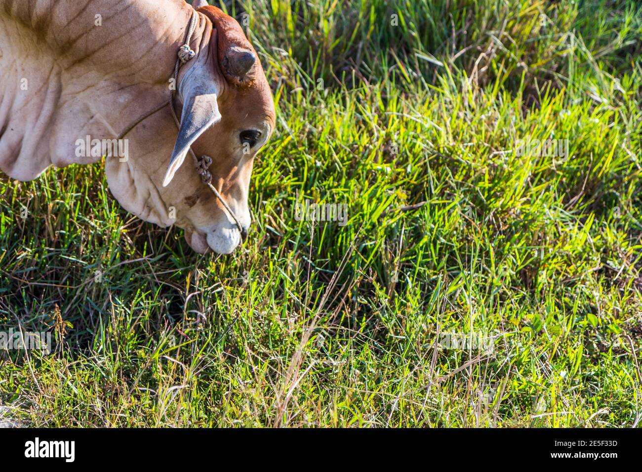 Cow in the rice farm eating, Thailand Stock Photo - Alamy