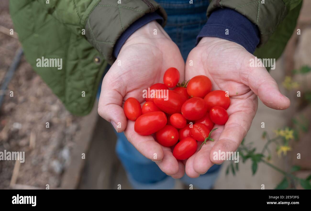 Tomatoes heaped hi-res stock photography and images - Alamy