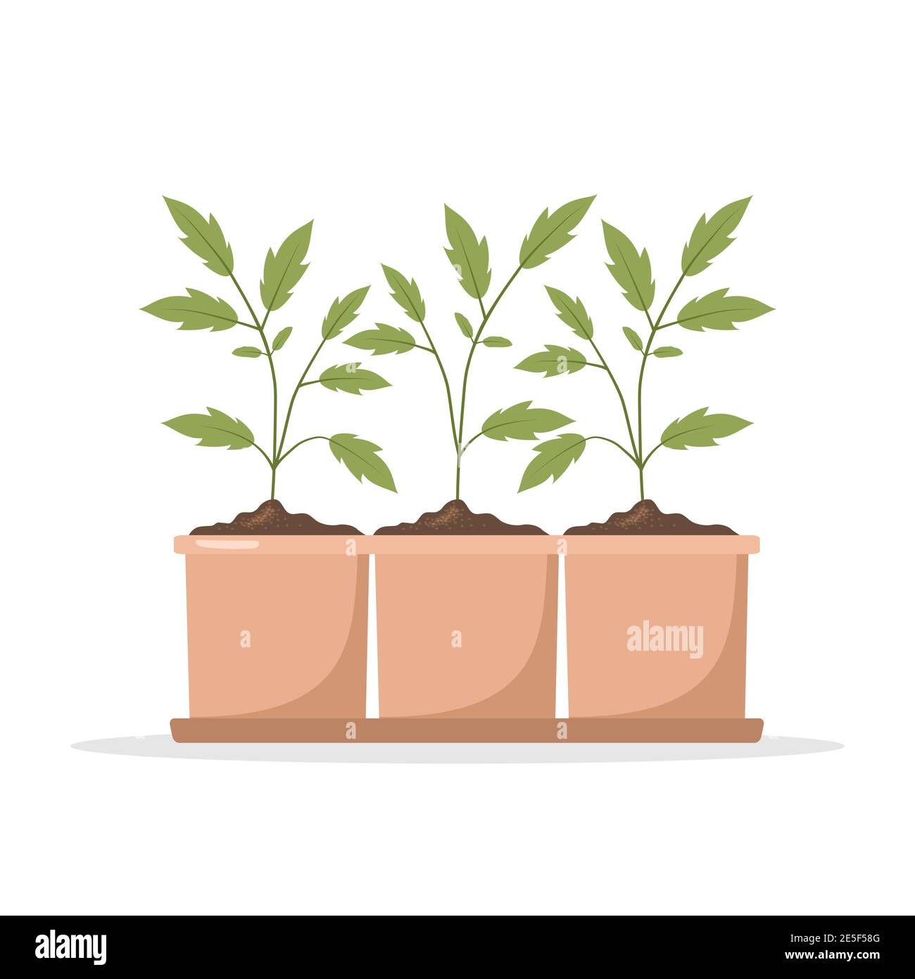 Seedling of tomatoes in pots. Growing gardening plants. Vegetarian and ...