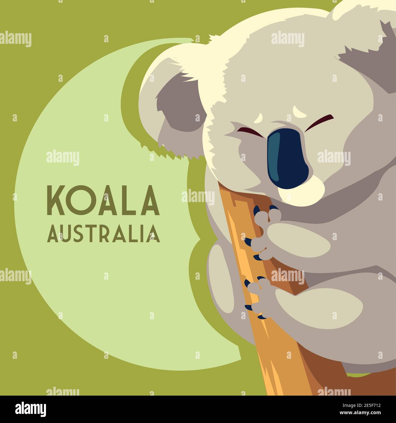 koala marsupial australian animal wildlife vector illustration Stock ...