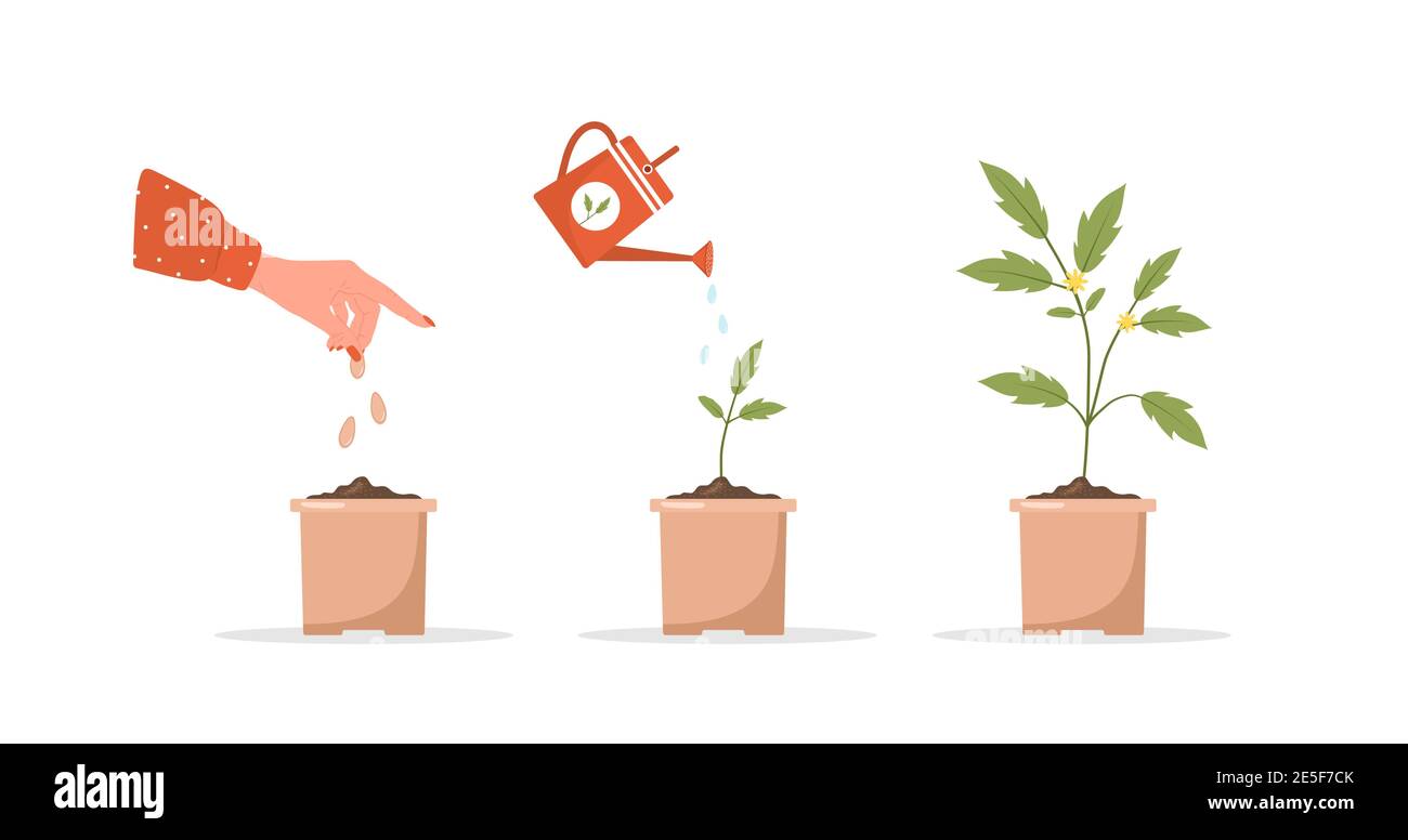 Cartoon Plant Growing Cartoon Plant Growing