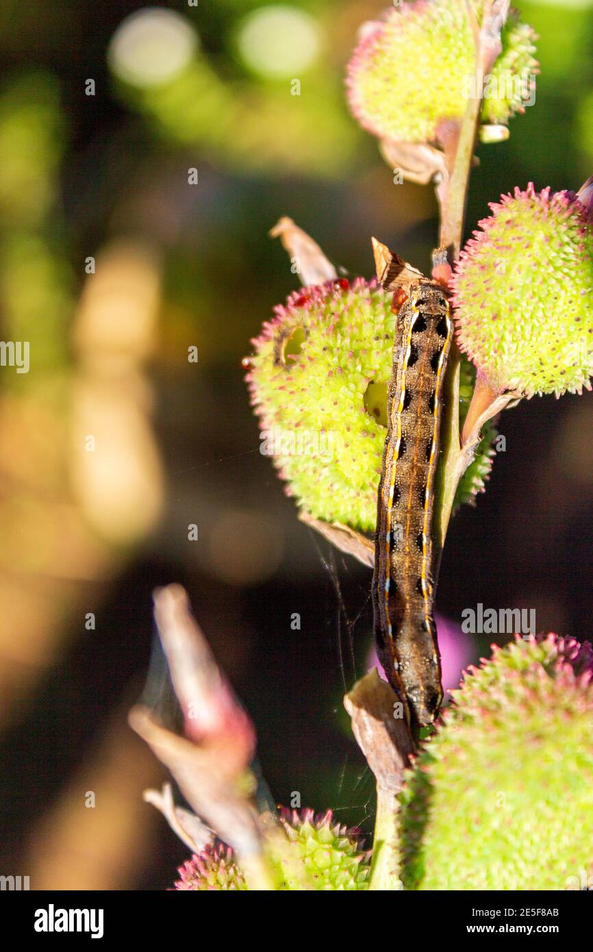 A caterpillar works its way up a plant stem between spiny seed pods ...