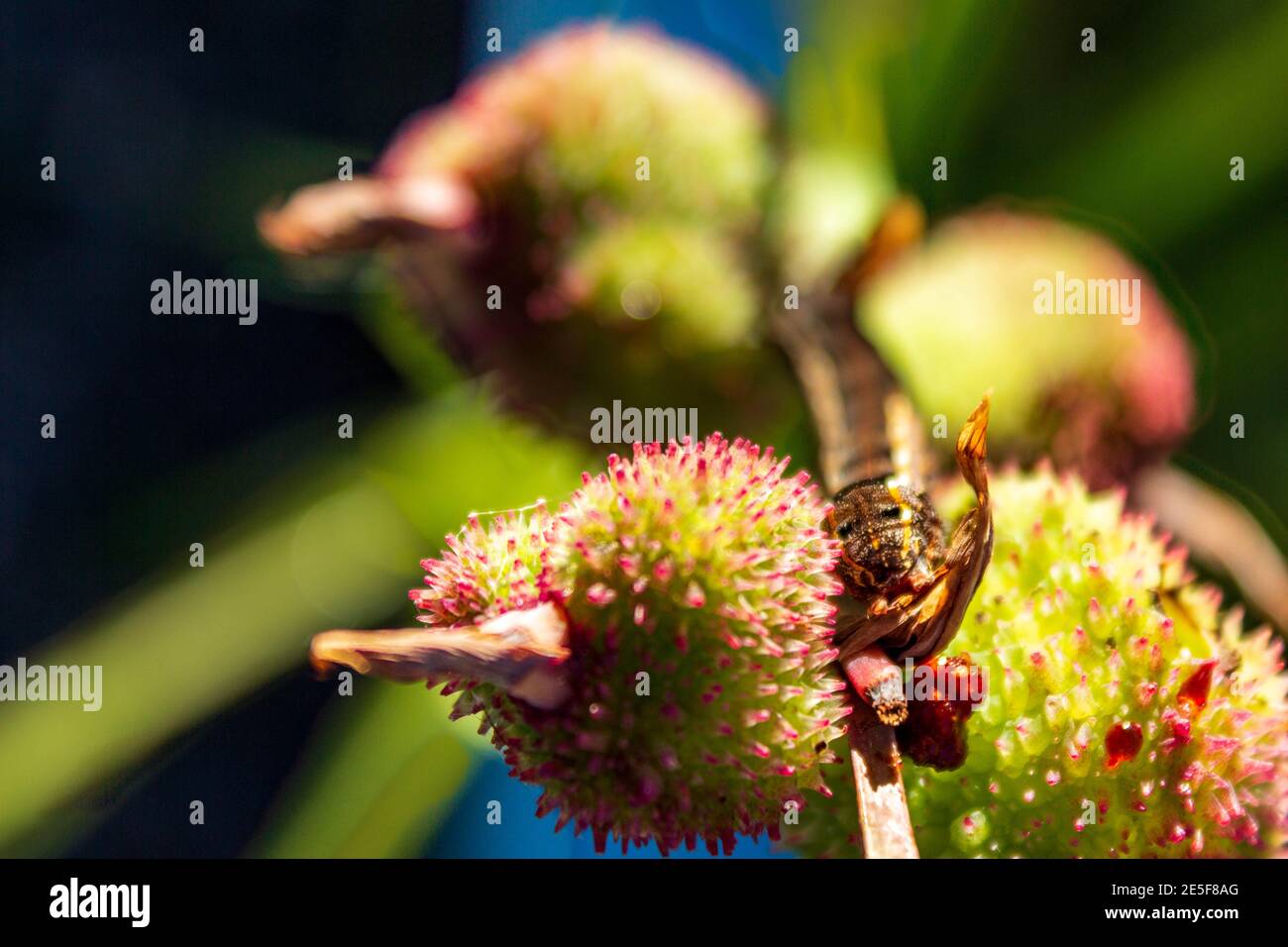 Spiny stem hi-res stock photography and images - Alamy