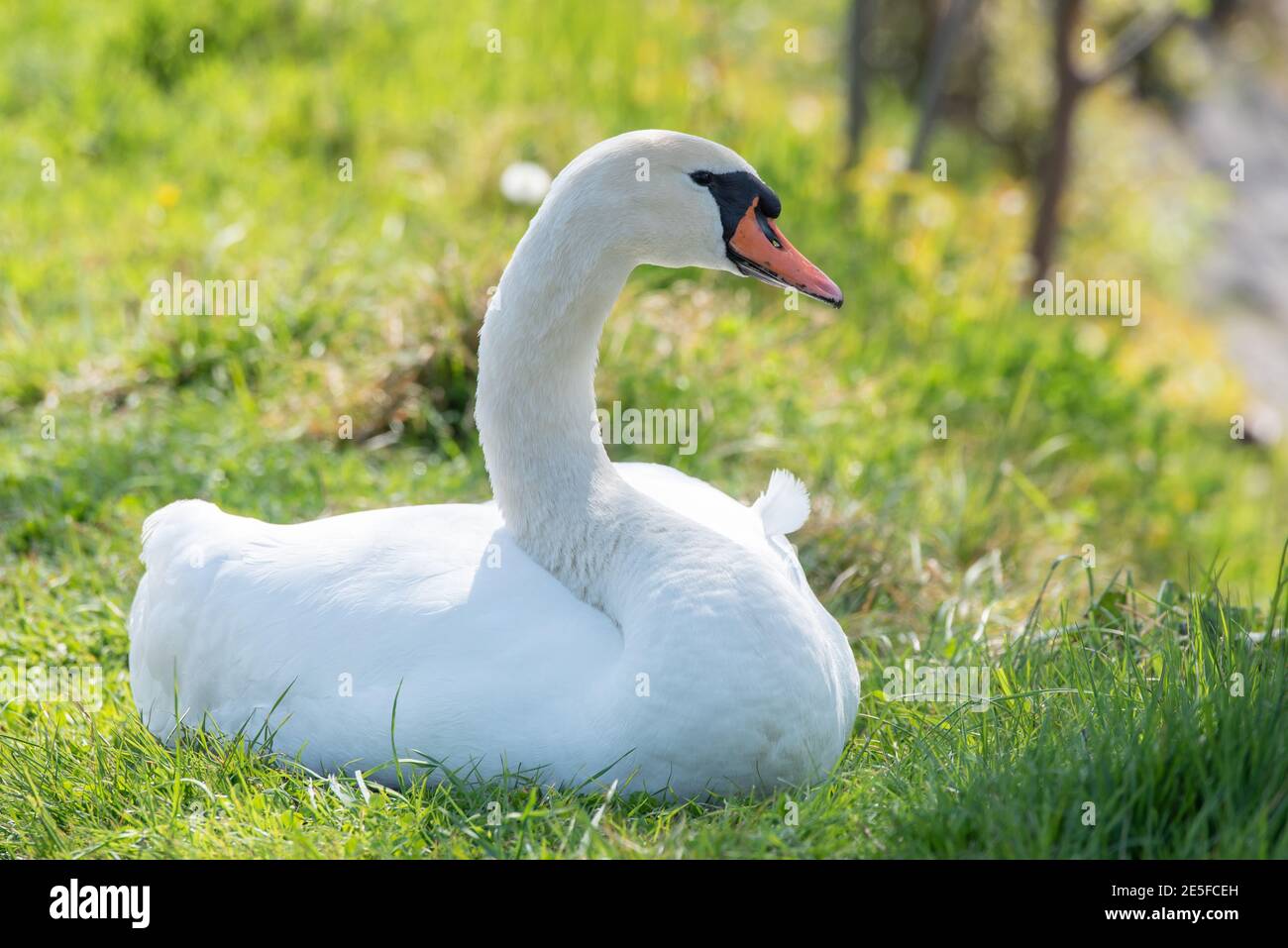 White swan lying on hi-res stock photography and images - Alamy