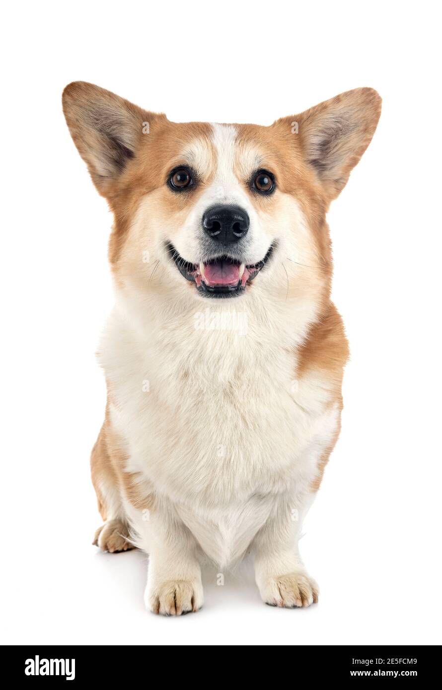young Pembroke Welsh Corgi in front of white background Stock Photo - Alamy