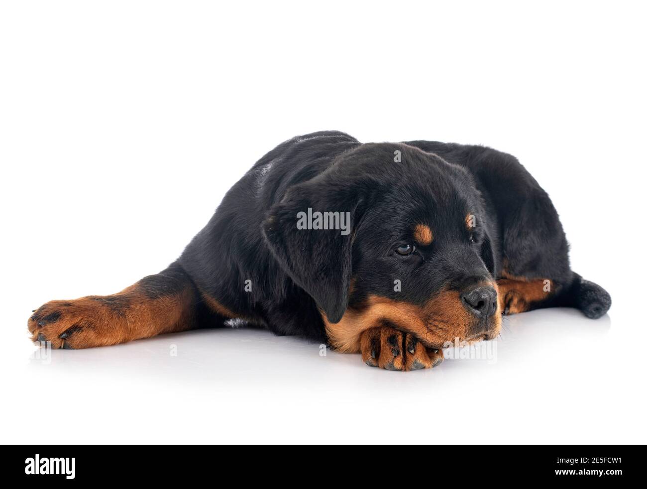 puppy rottweiler in front of white background Stock Photo - Alamy