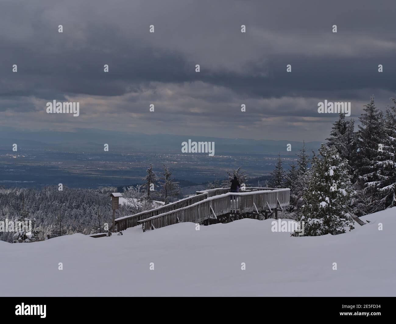 Forest Observation Deck