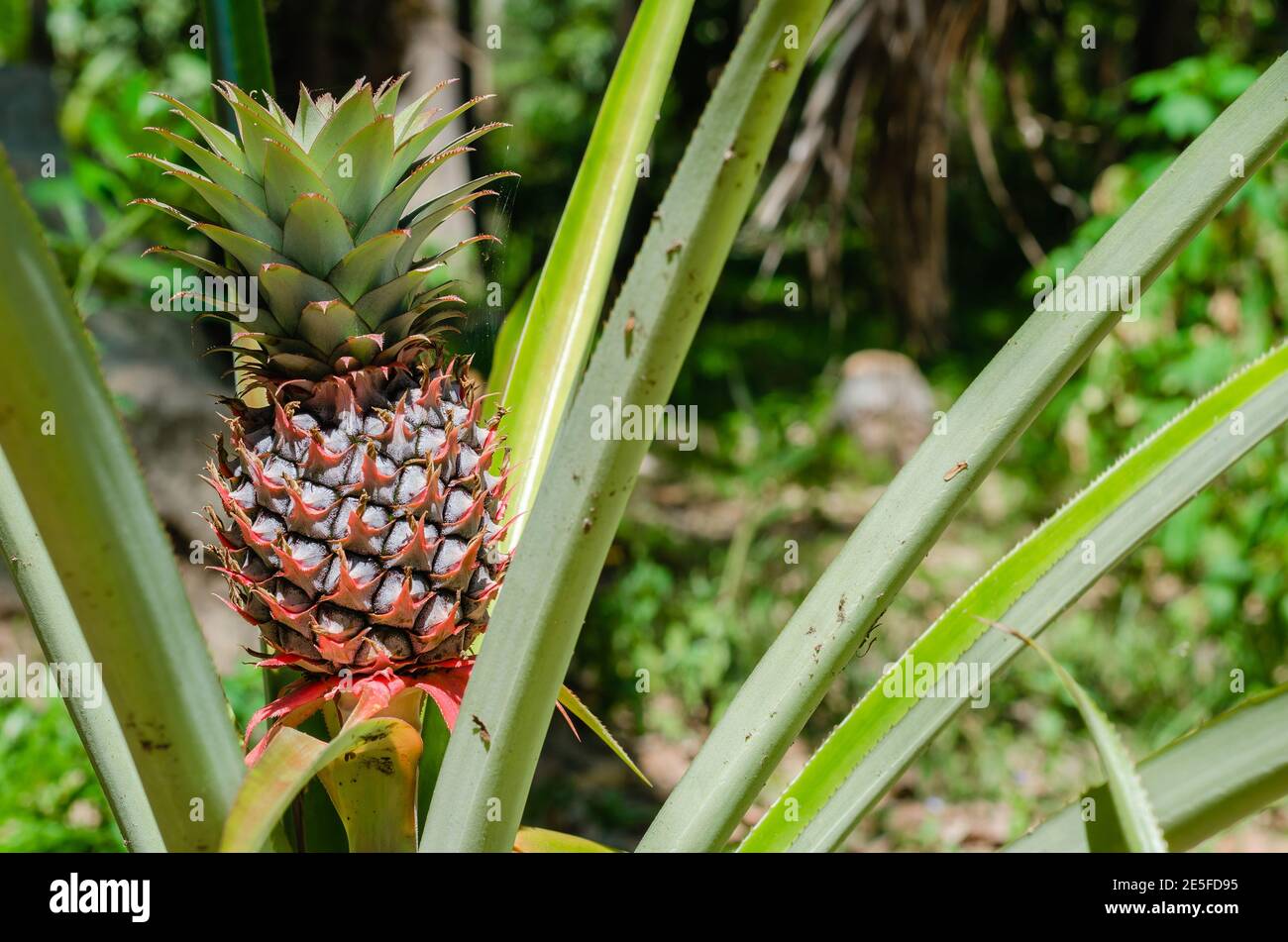 Pineapple (or botanical name is Ananas Comosus) Growth in Natural ...