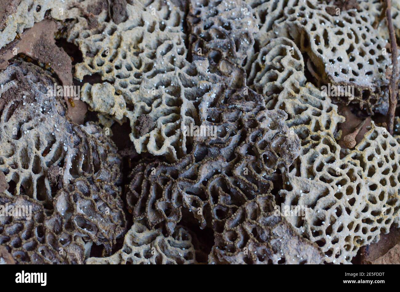 Colony of Termite in Soil Stock Photo - Alamy