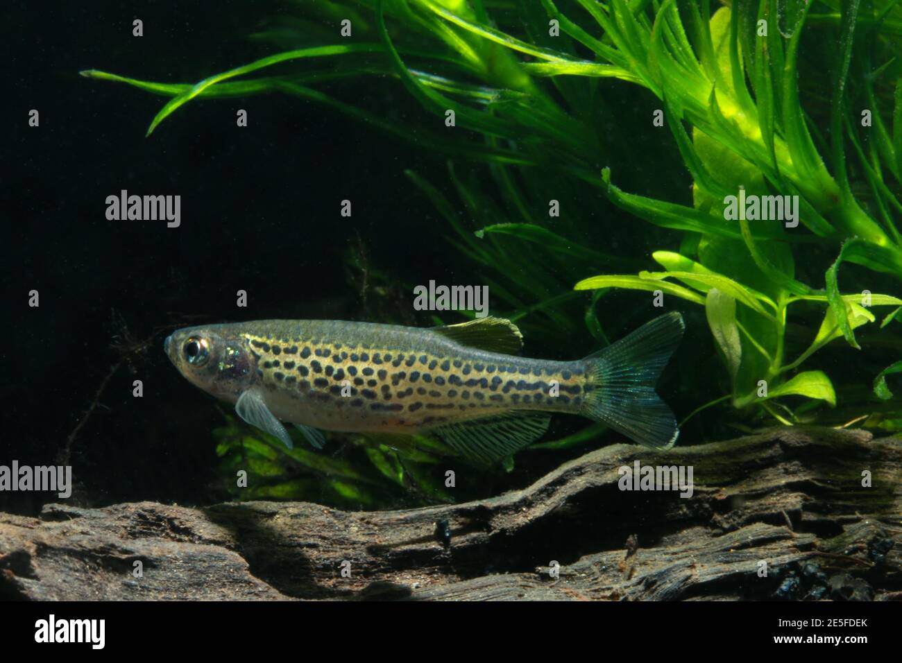Leopard danios is a variant of Zebra Danio Stock Photo - Alamy