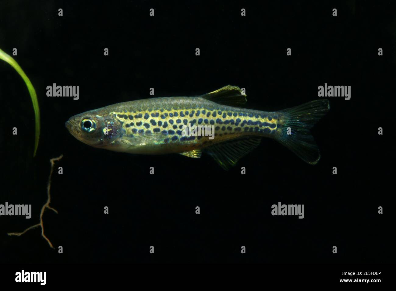 Leopard danios is a variant of Zebra Danio Stock Photo - Alamy