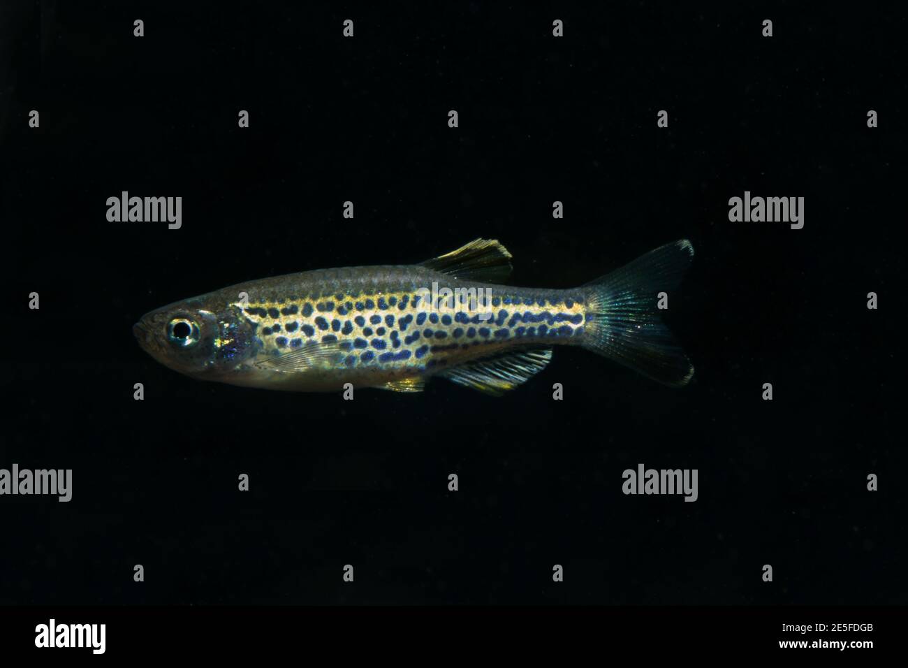 Leopard danios is a variant of Zebra Danio Stock Photo - Alamy