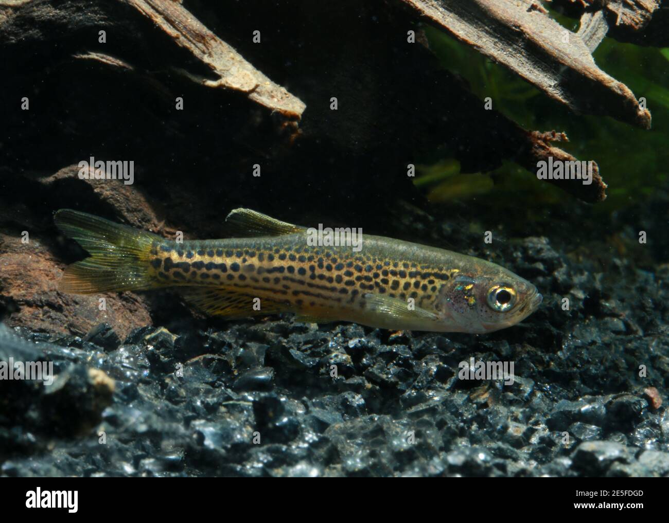 Leopard danios is a variant of Zebra Danio Stock Photo - Alamy