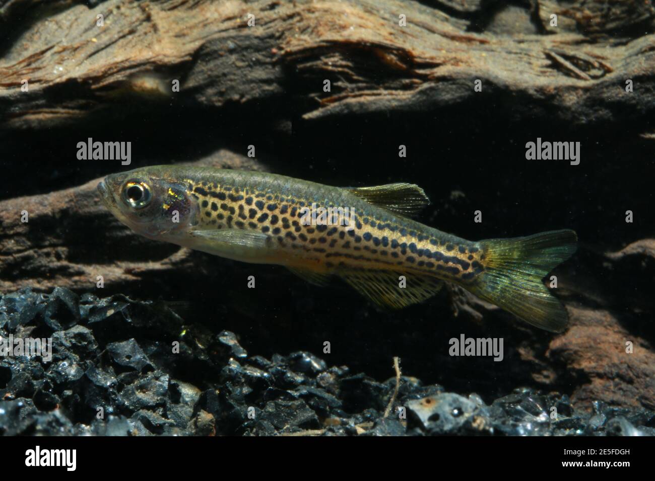 Leopard danios is a variant of Zebra Danio Stock Photo - Alamy