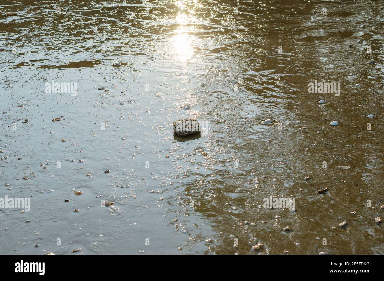 Rock on Sand Beach and Sea Water for Natural Background Stock Photo - Alamy