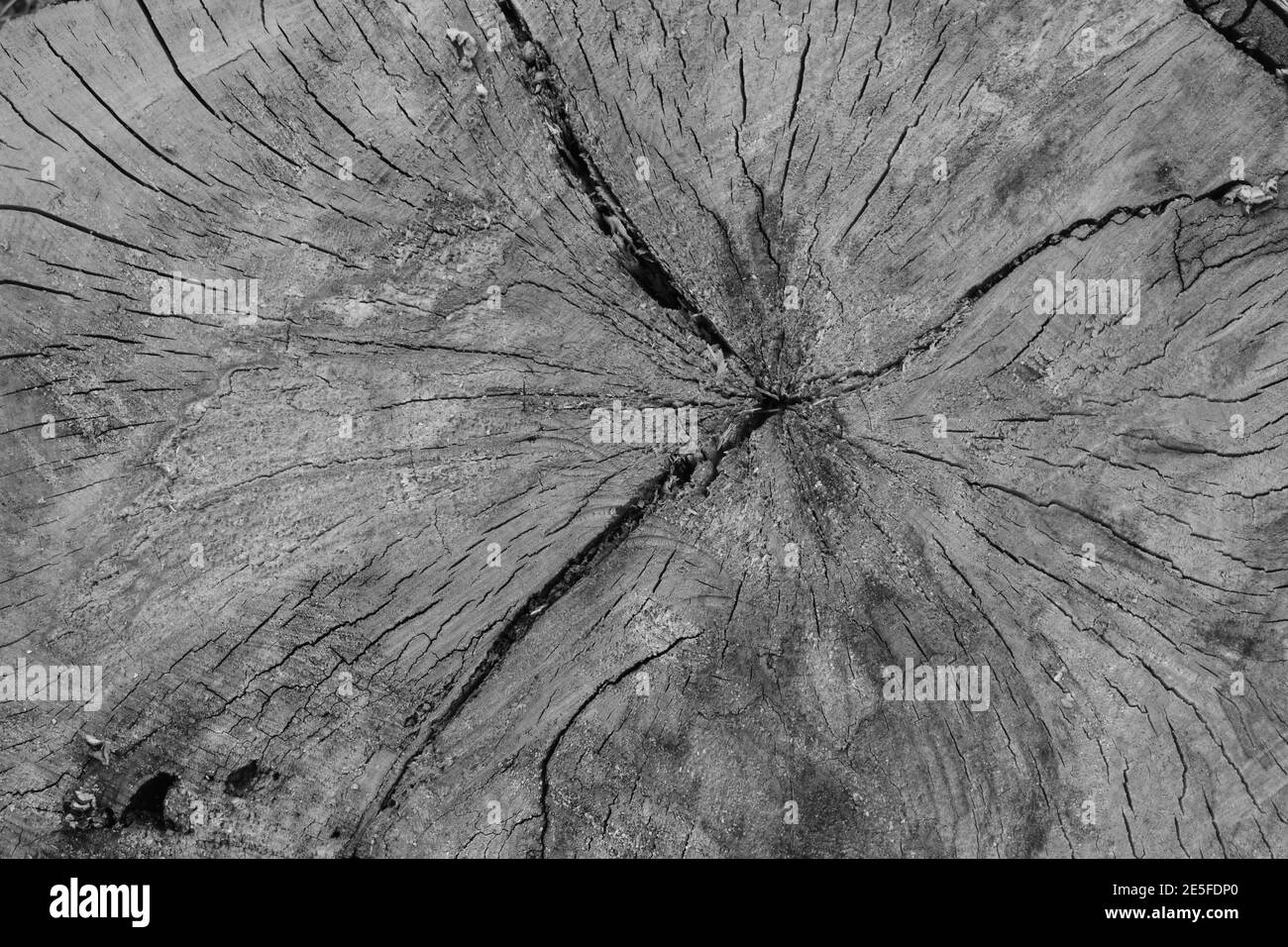 Birch log cross section Black and White Stock Photos & Images - Alamy
