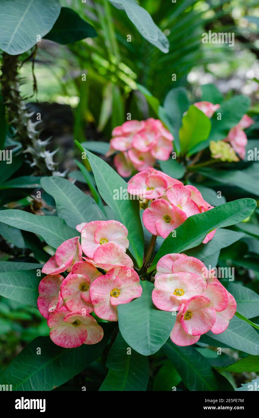 Flowers With Thorns Names And Pictures