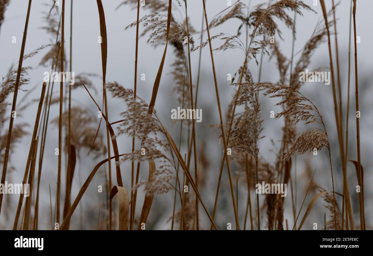 Close up reeds in water hi-res stock photography and images - Alamy