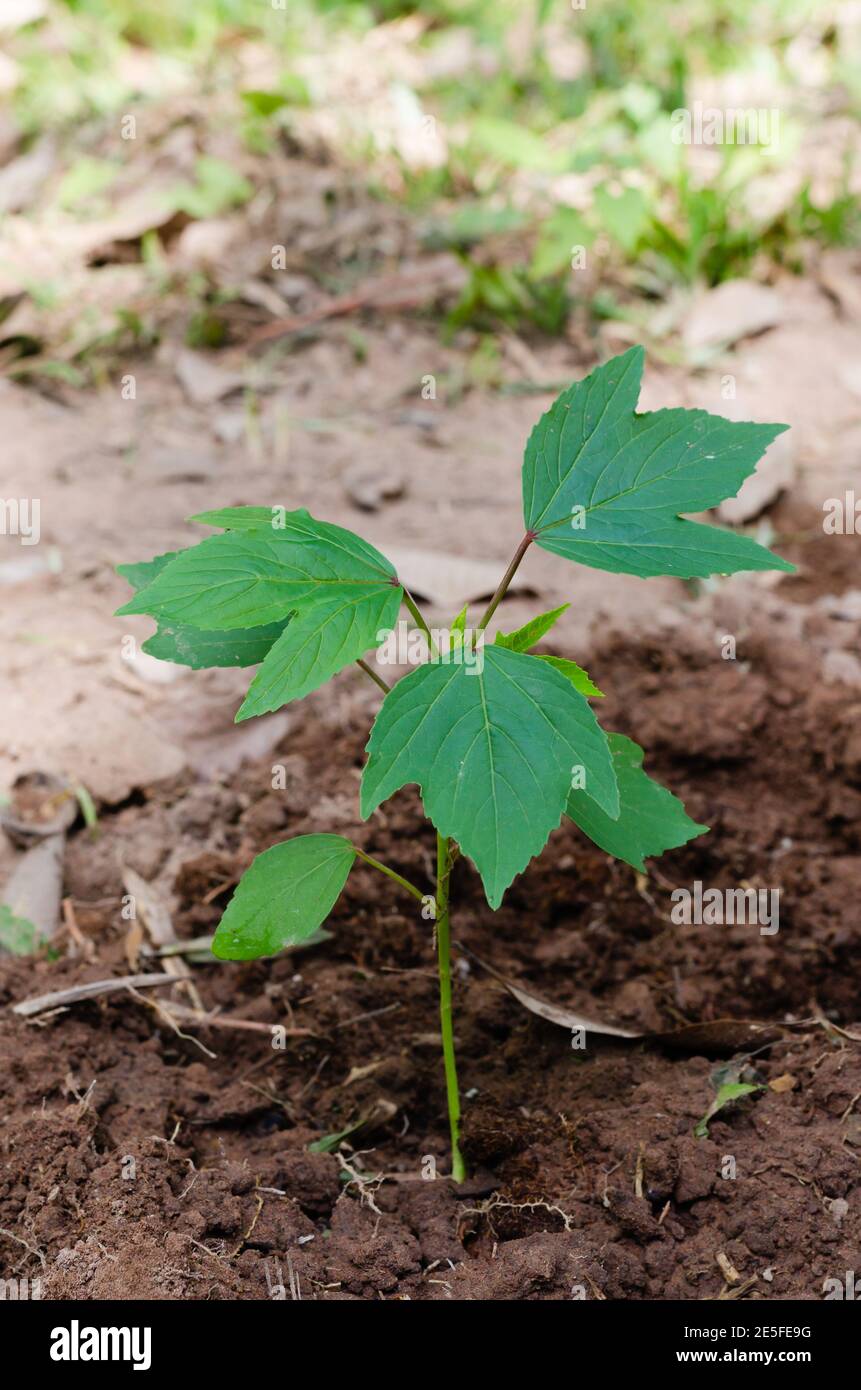Roselle Plant High Resolution Stock Photography and Images - Alamy