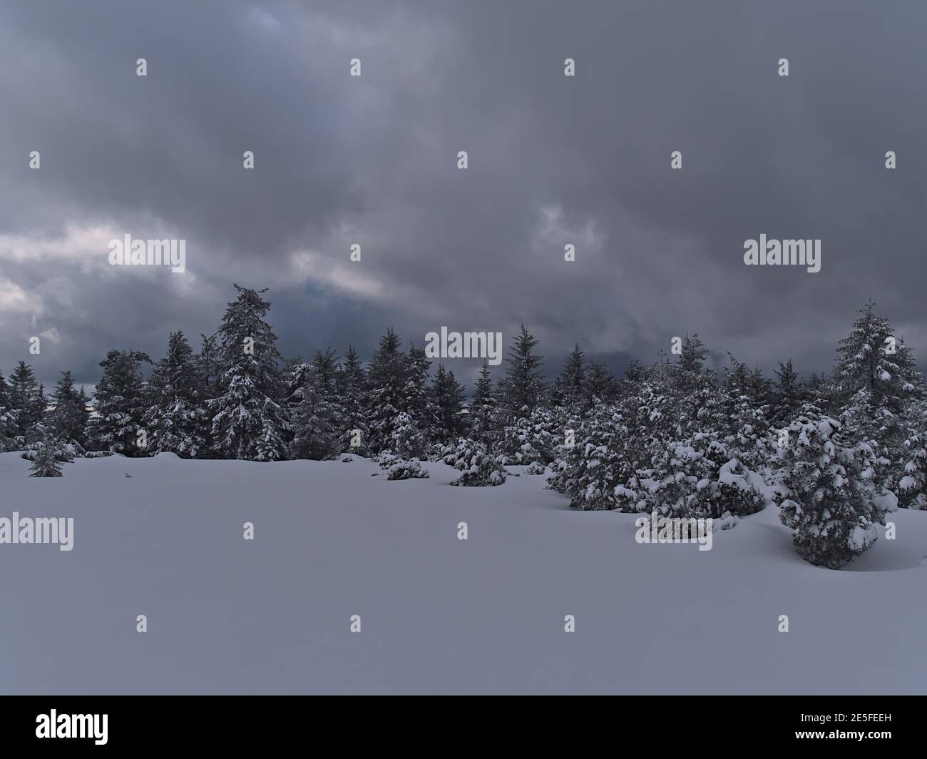 Trees in black forest germany hi-res stock photography and images - Alamy