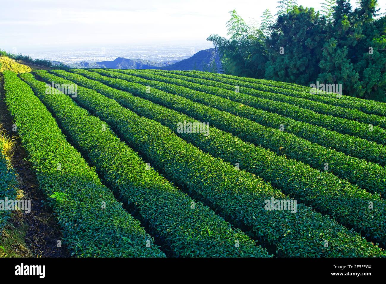 Betel farm hi-res stock photography and images - Alamy
