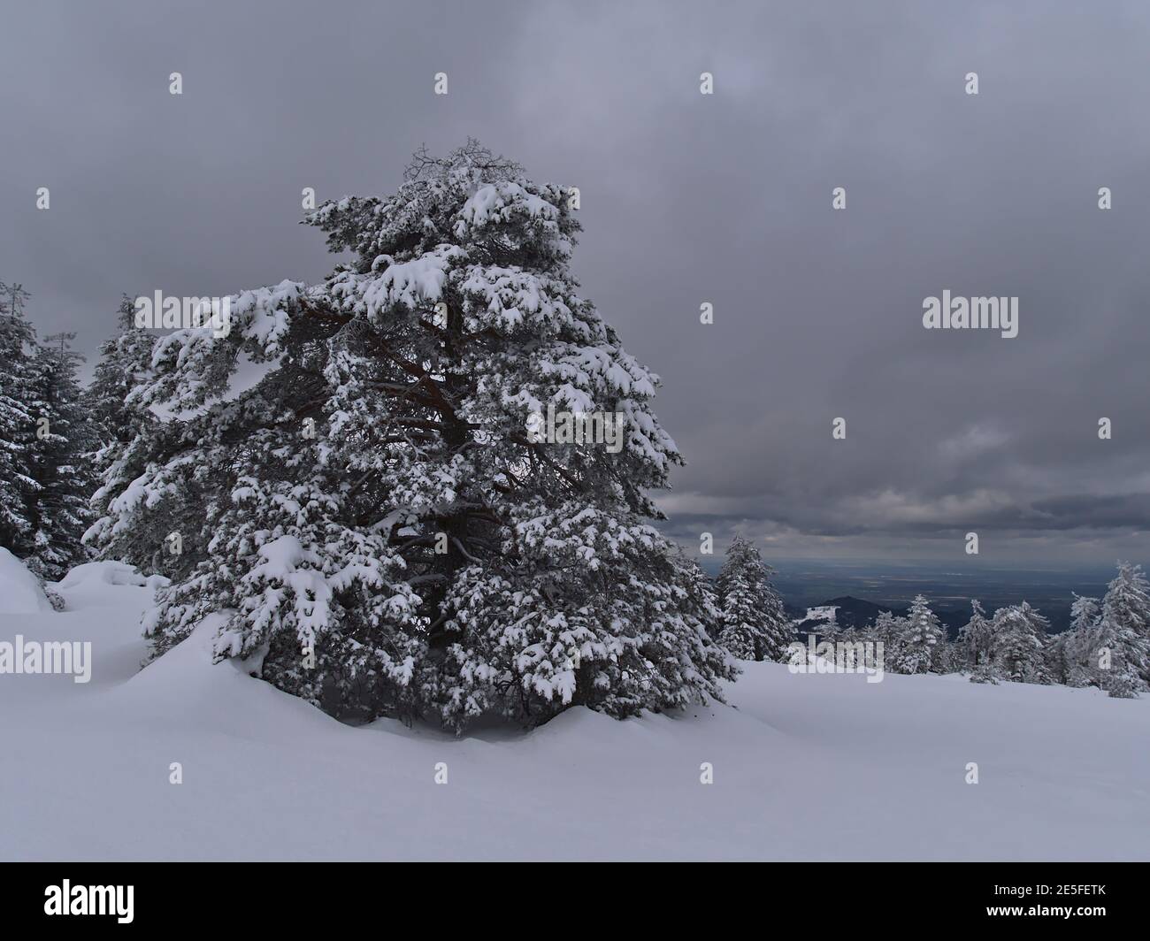 Peaceful winter landscape with frozen pine tree in deep snow on forest ...